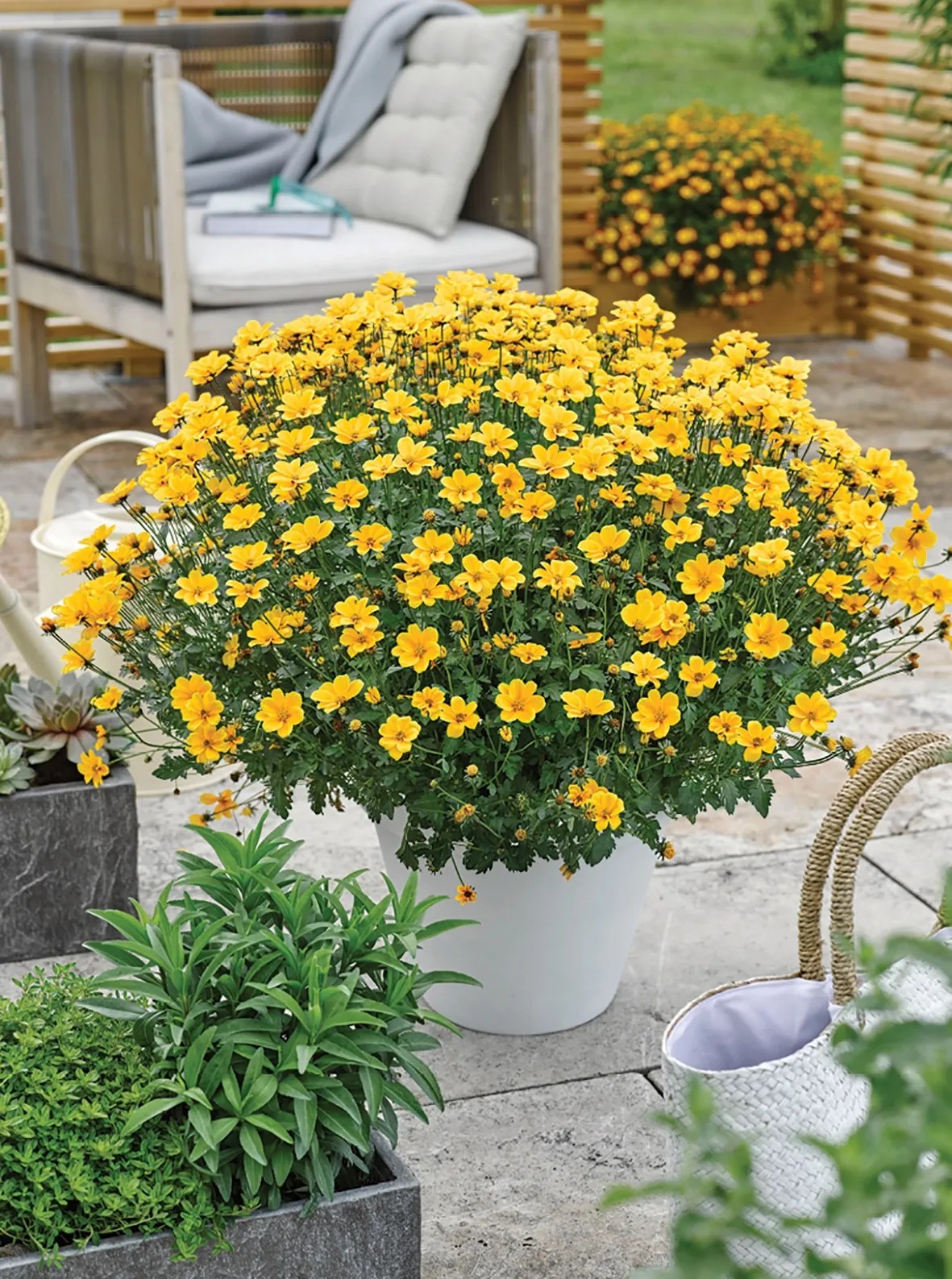 Grow by OBI Dvojzubec (Bidens ferulifolia), žltý, pr. cca 13 cm nakúpiť ...