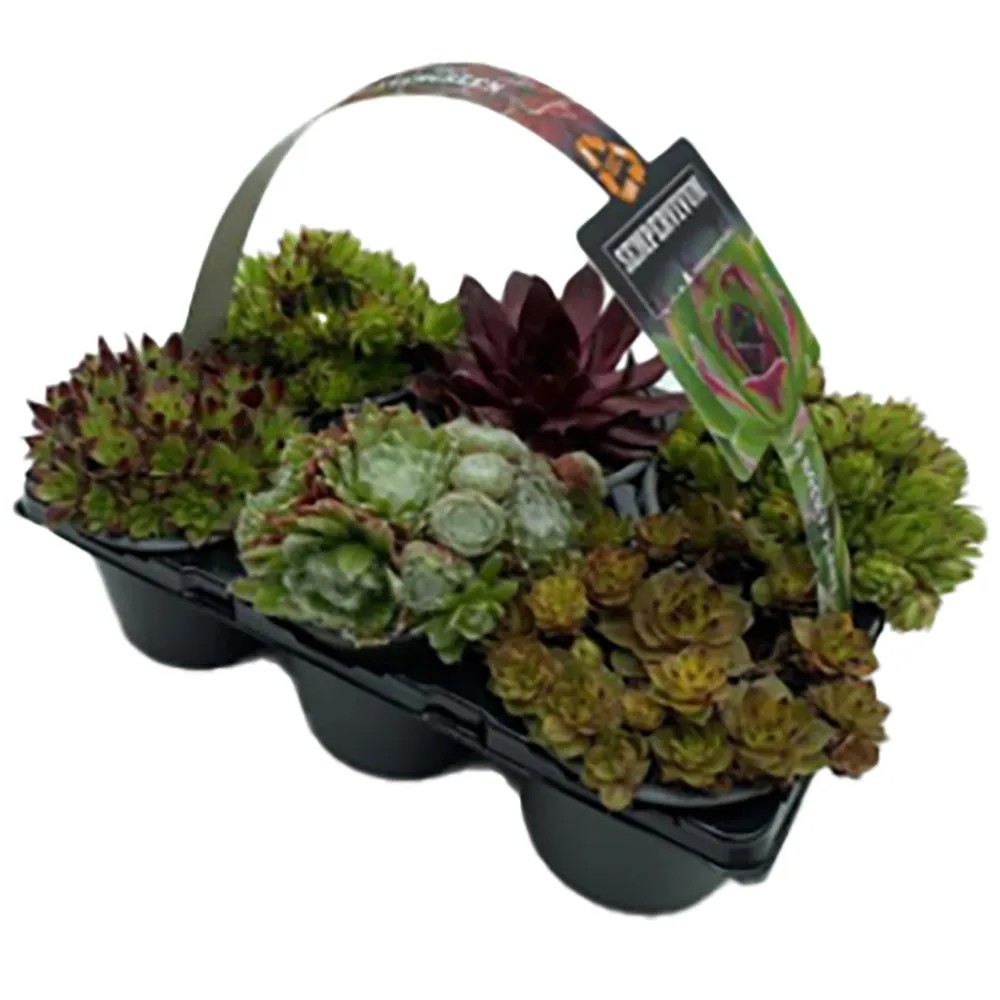 GROW by OBI Netresky (Sempervivum), rôzne druhy, mix 6 pack