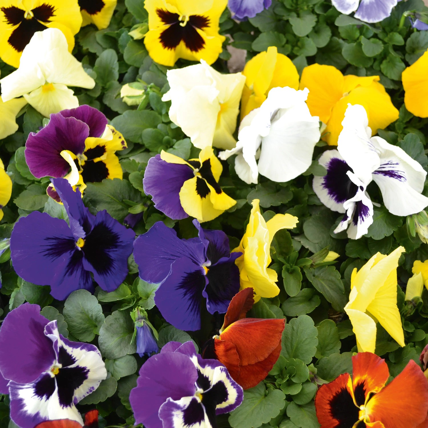 WW Flora Sirôtka záhradná (Viola wittrockiana) rôzne farby cca pr. 9 cm