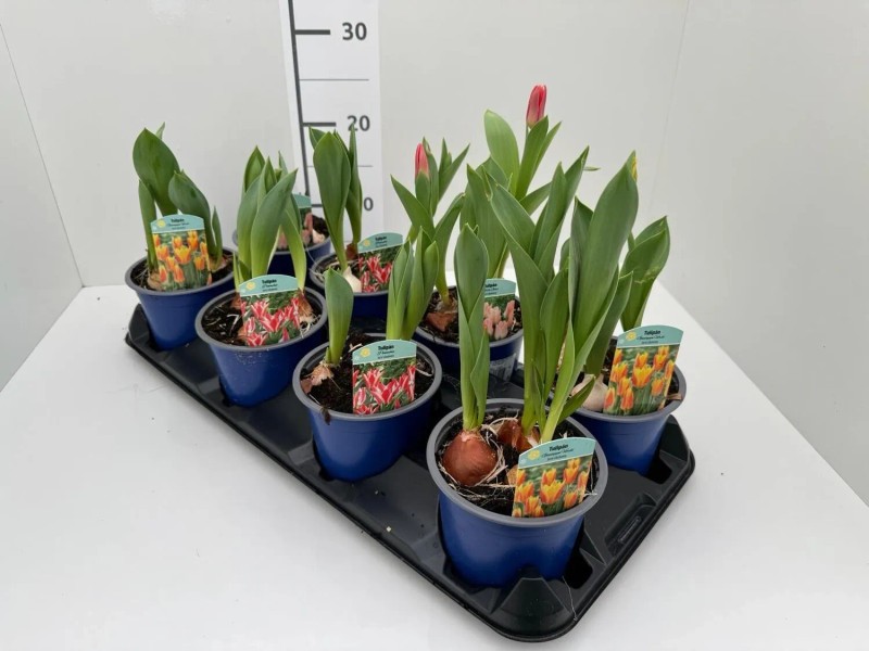 SK-Flora Mix jarných cibuľovín pr. cca 12 cm nakúpiť v OBI