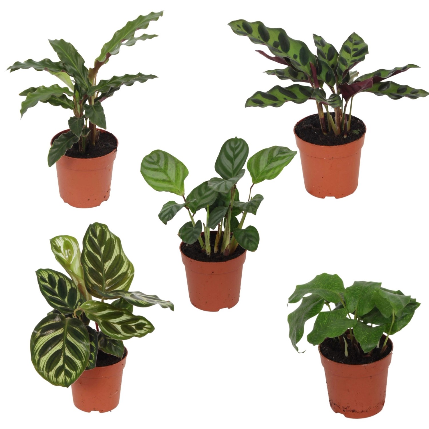 Kalátea (Calathea), rôzne druhy, výška cca 15-20 cm, pr. kv. cca 7 cm nakúpiť v OBI