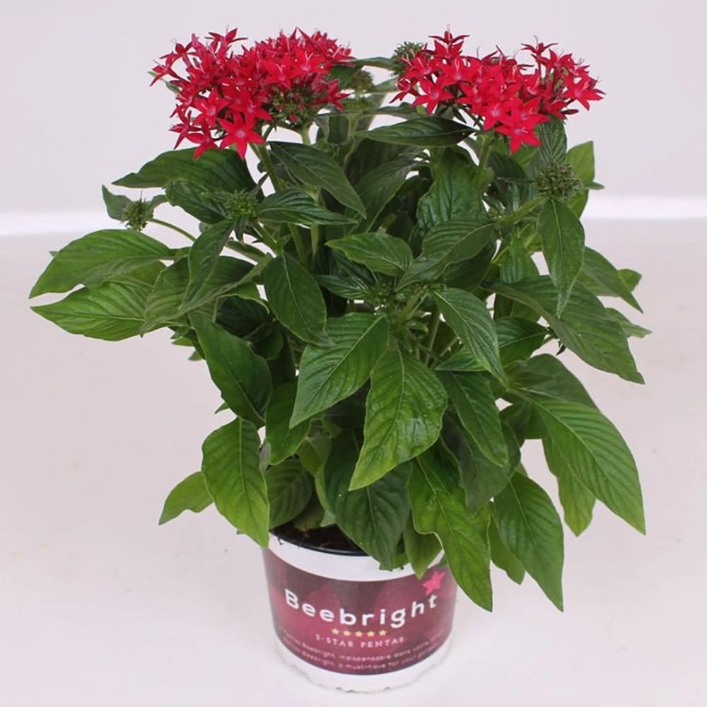 GROW by OBI Pentas (Pentas lanceolata) "Bee Bright Lipstick" 30 cm nakúpiť v OBI