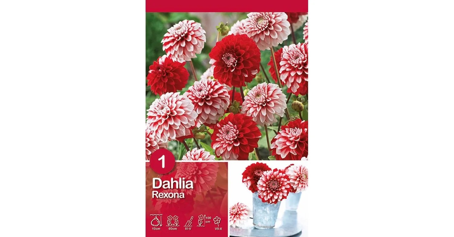 Georgína "Rexona" červenobiela nakúpiť v OBI