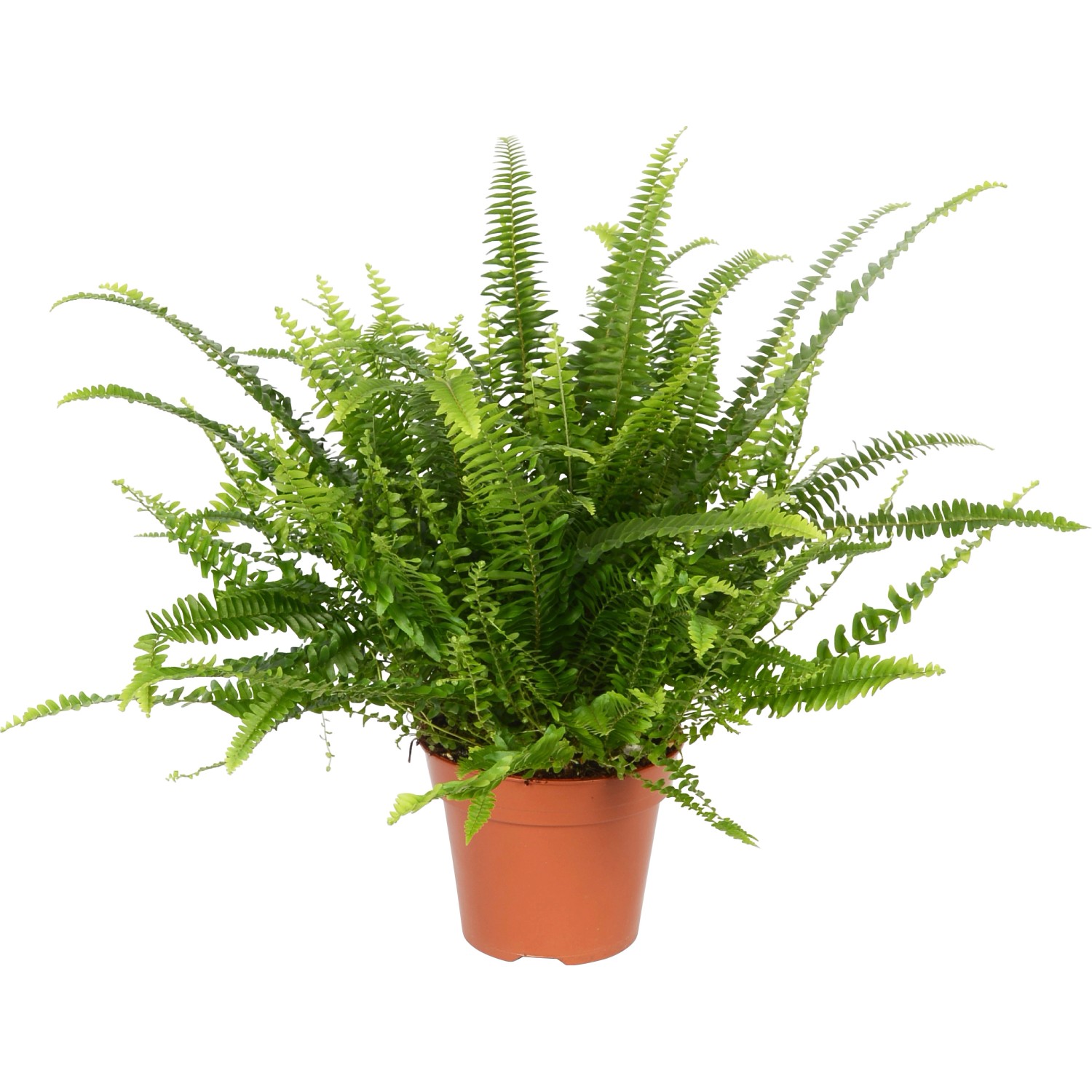 Nefrolepka vznešená "Green Lady" priemer cca 19 cm nakúpiť v OBI