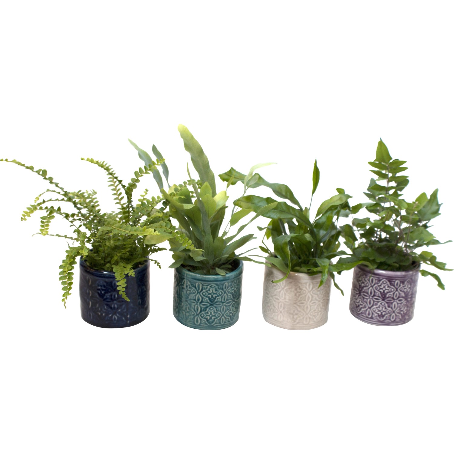 Nefrolepka vznešená v keramickej nádobe, priemer kvetináča cca 6 cm ...