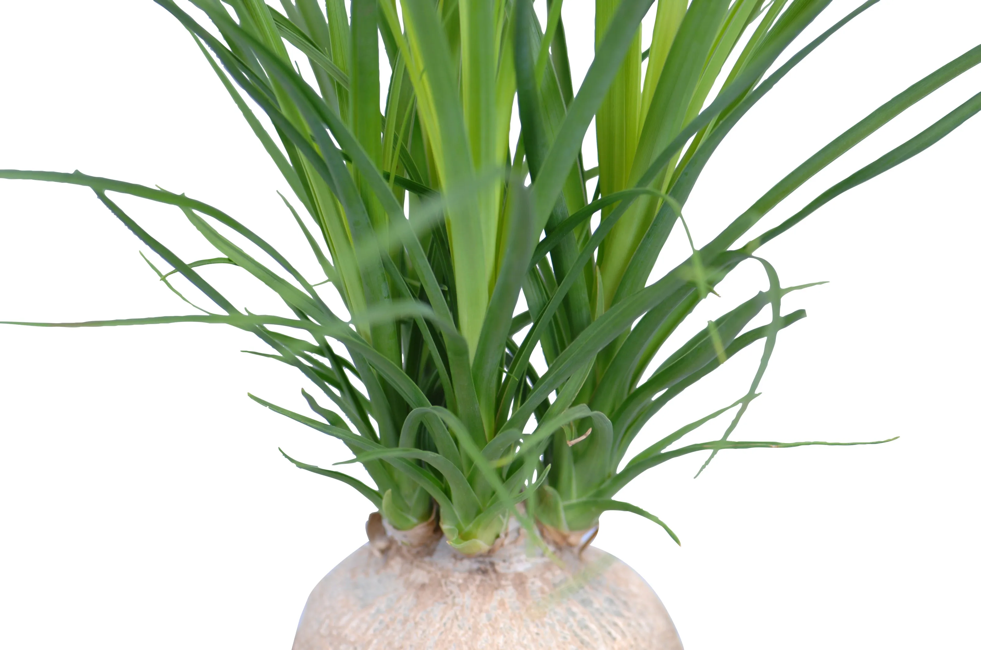 Slonia noha výška cca 15 - 20 cm priemer kvetináča cca 6 cm Beaucarnea ...