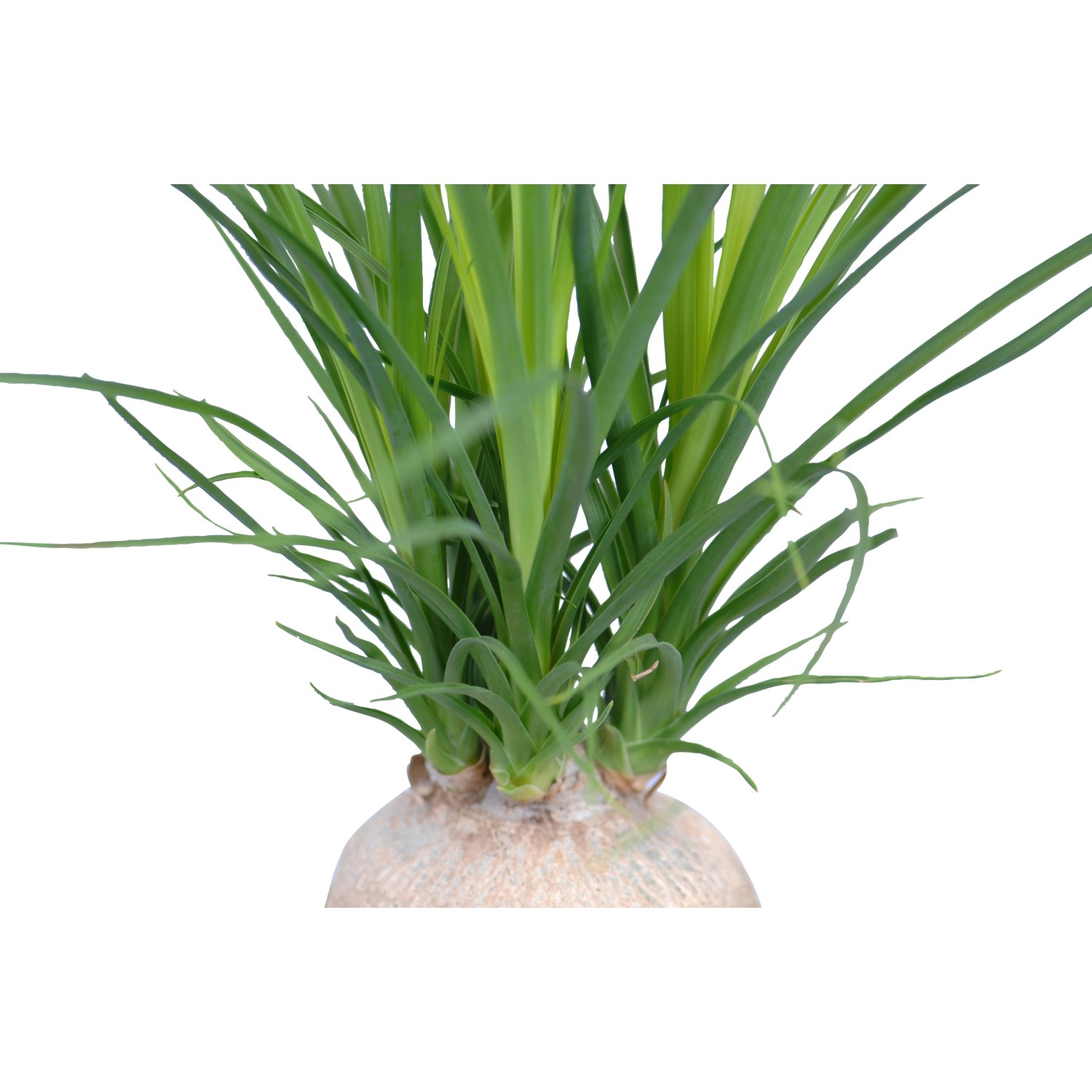 Slonia noha výška cca 15 - 20 cm priemer kvetináča cca 6 cm Beaucarnea ...