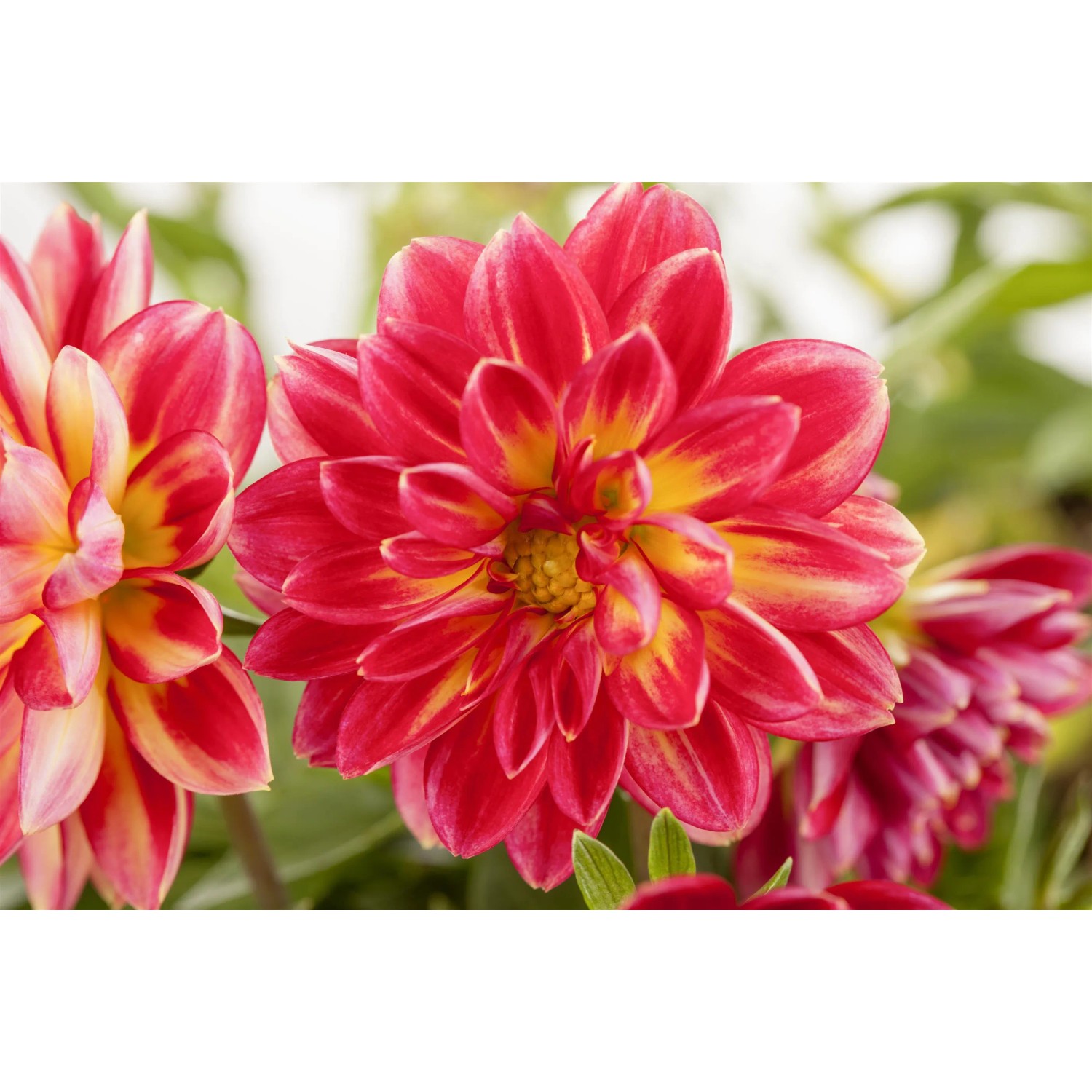 Royal Lemkes Georgína (Dhalia) "Dahlietta Rachel" výška 25-30 cm, pr ...