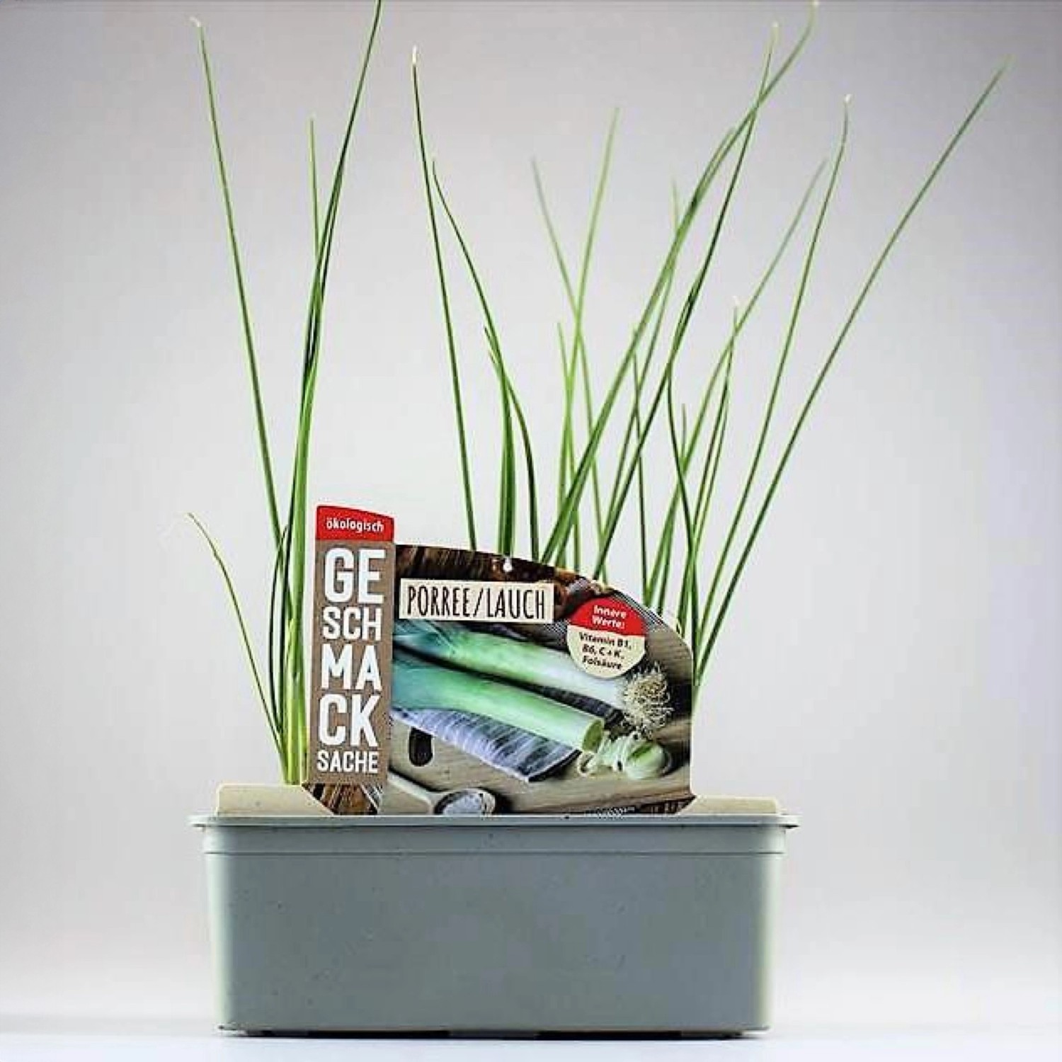 Pór záhradný (Allium porrum) v miske, 6 ks nakúpiť v OBI