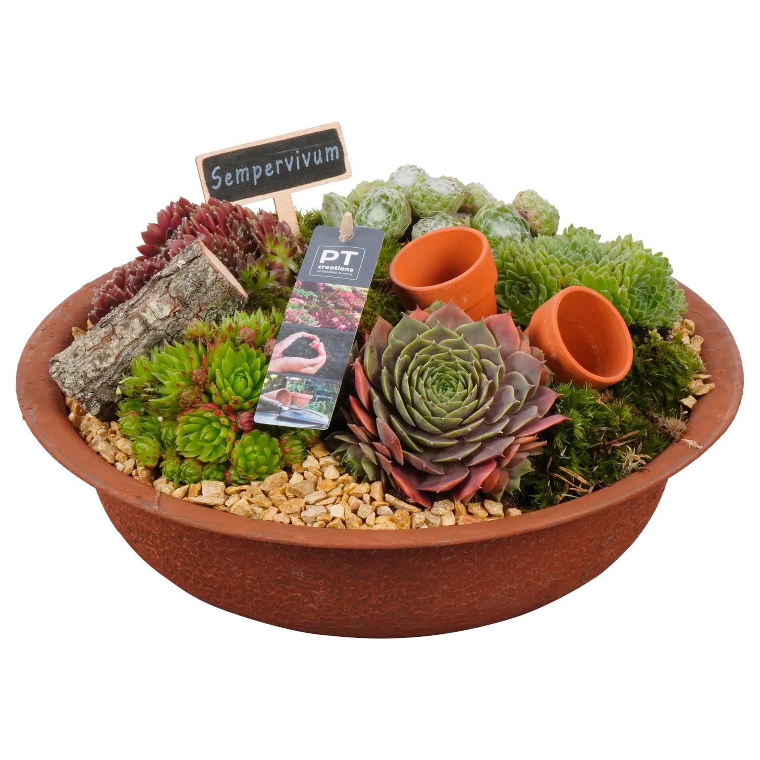 Royal Lemkes Netresky (Sempervivum) v terakotovej žadinke pr. 30 cm ...