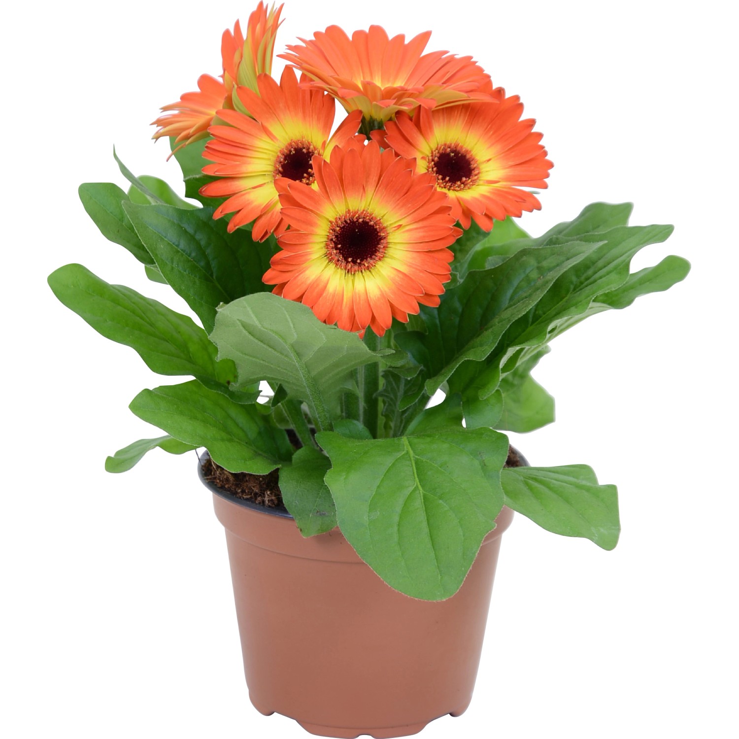 Gerbera "Twister" cca 12 cm rôzne farby nakúpiť v OBI