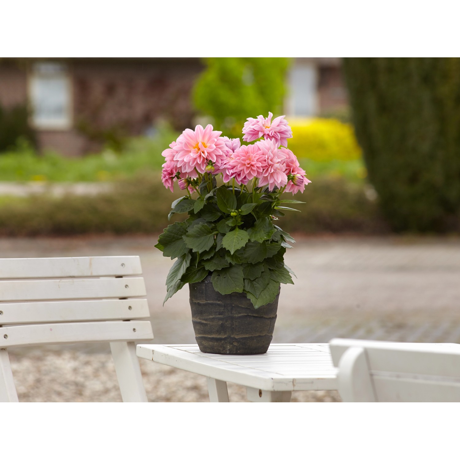 GROW by OBI Georgína (Dhalia Cordifolia) pr. cca 26 cm nakúpiť v OBI