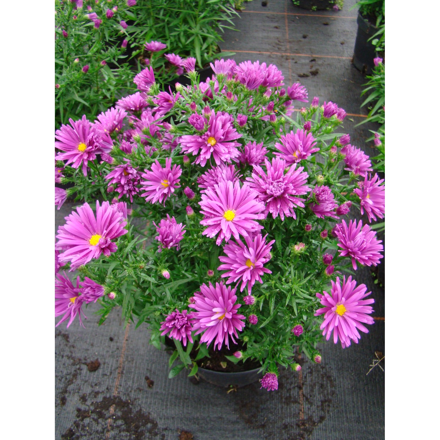 Astra krovitá mix priemer kvetináča cca 13 cm Aster dumosus nakúpiť v OBI