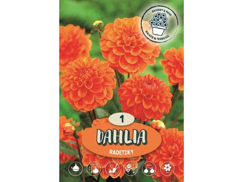 Georgína (dahlia) "Radetzky" červená nakúpiť v OBI