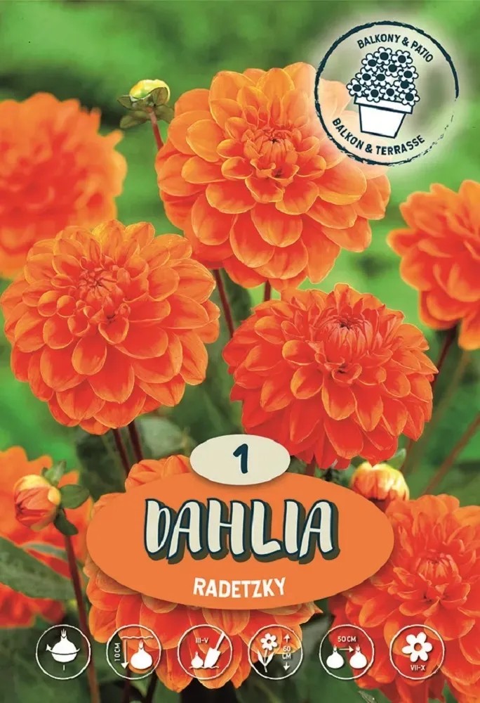 Georgína (dahlia) "Radetzky" červená nakúpiť v OBI