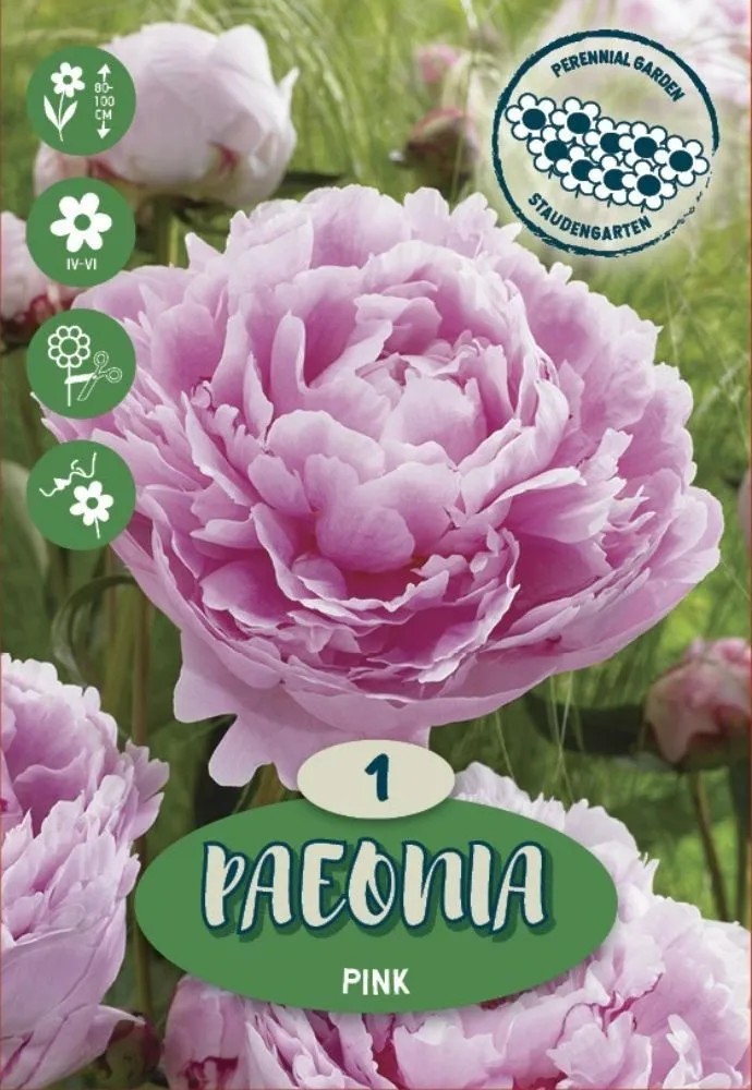 Royal De Ree Holland Kvetinové cibuľky Pivonka "Pink" nakúpiť v OBI