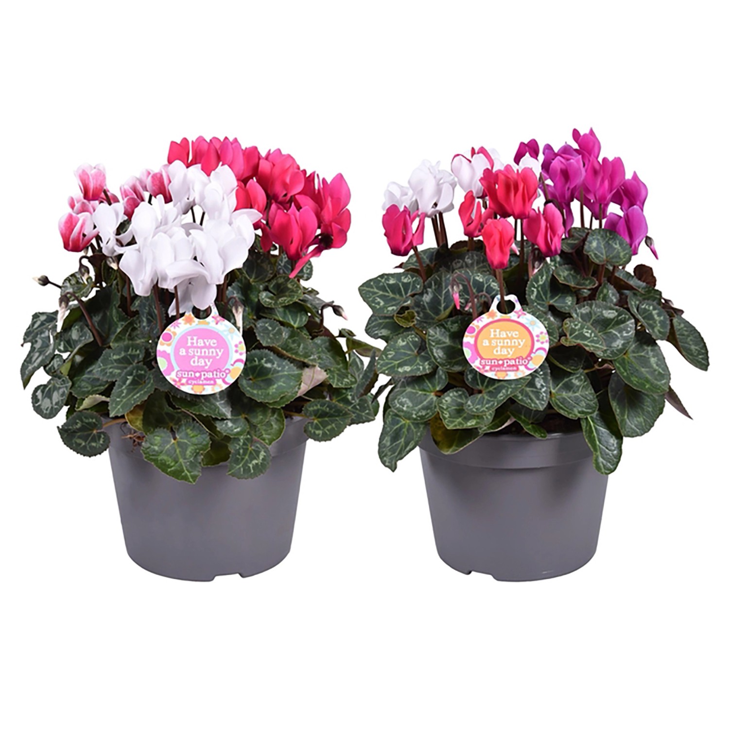 Cyklámen perzský (Cyclamen persicum) Trio, pr. kv. 11 cm nakúpiť v OBI