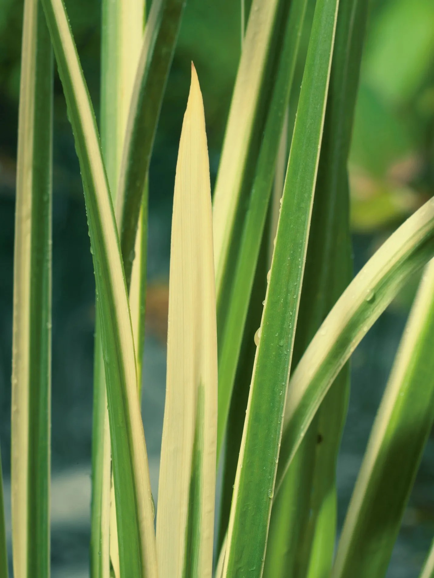 OBI Puškvorec "Variegatus" priemer kvetináča cca 12 cm nakúpiť v OBI