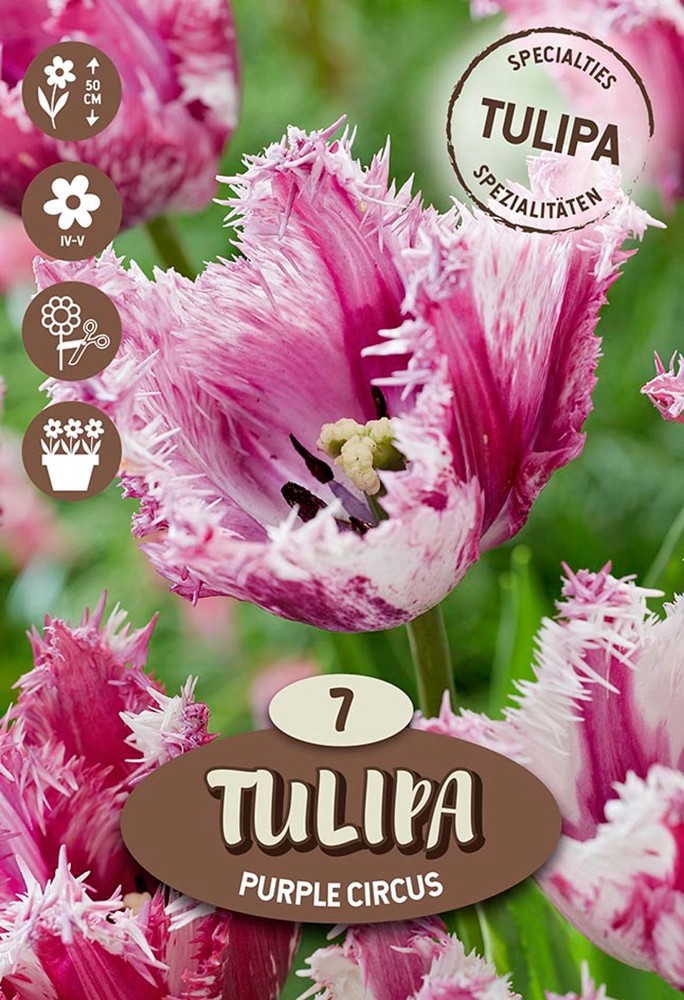 Royal De Ree Holland Kvetinové cibuľky tulipán (Tulipa) "Purple Circus ...