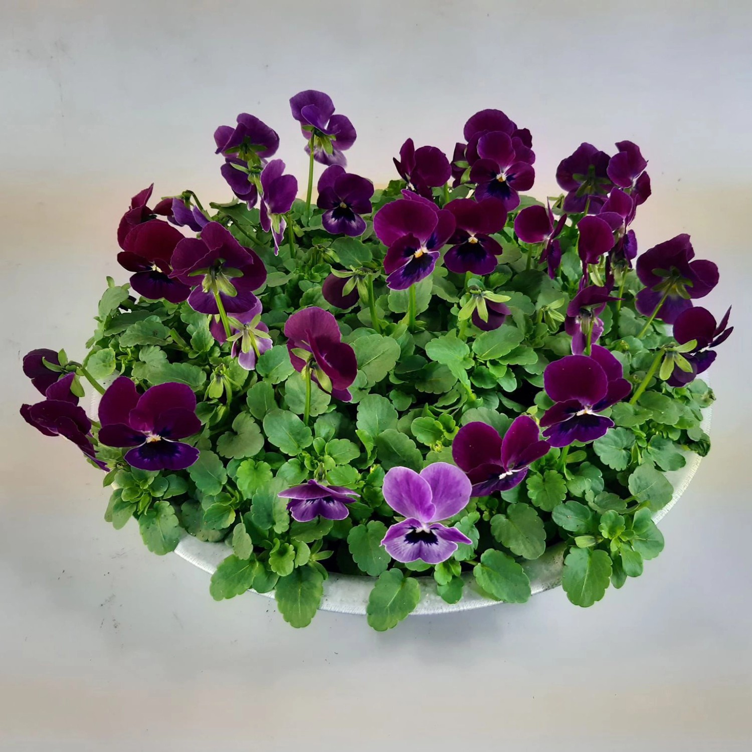 Violka rohatá (Viola cornuta) v zink.kv., rôzne farby, 15 cm, pr. kv. cca 29 cm nakúpiť v OBI