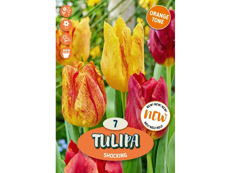 Royal De Ree Holland Kvetinové cibuľky Tulipa Shocking 7 ks nakúpiť v OBI