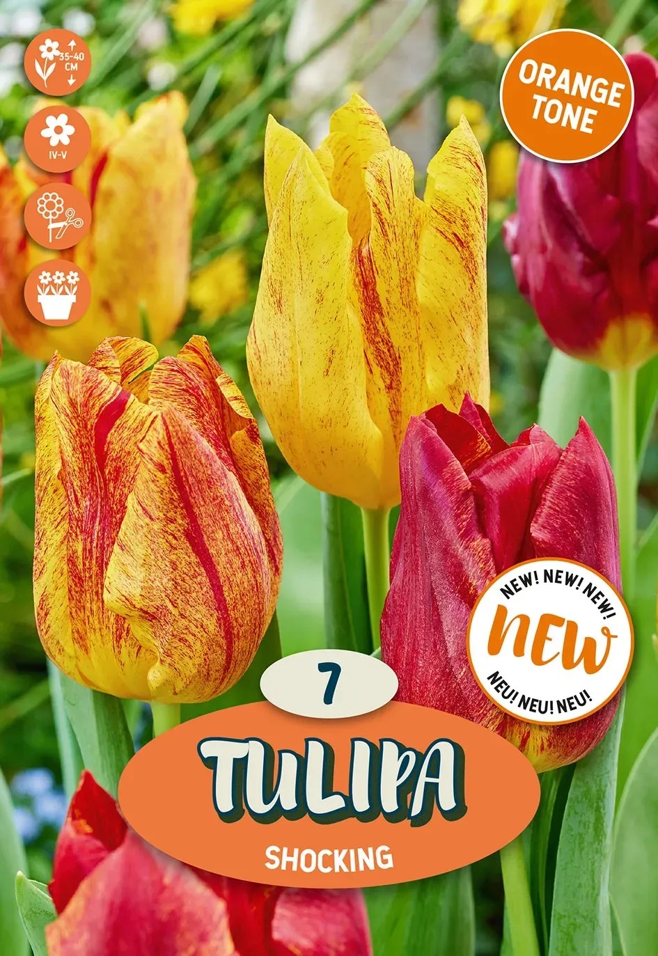 Royal De Ree Holland Kvetinové cibuľky Tulipa Shocking 7 ks nakúpiť v OBI