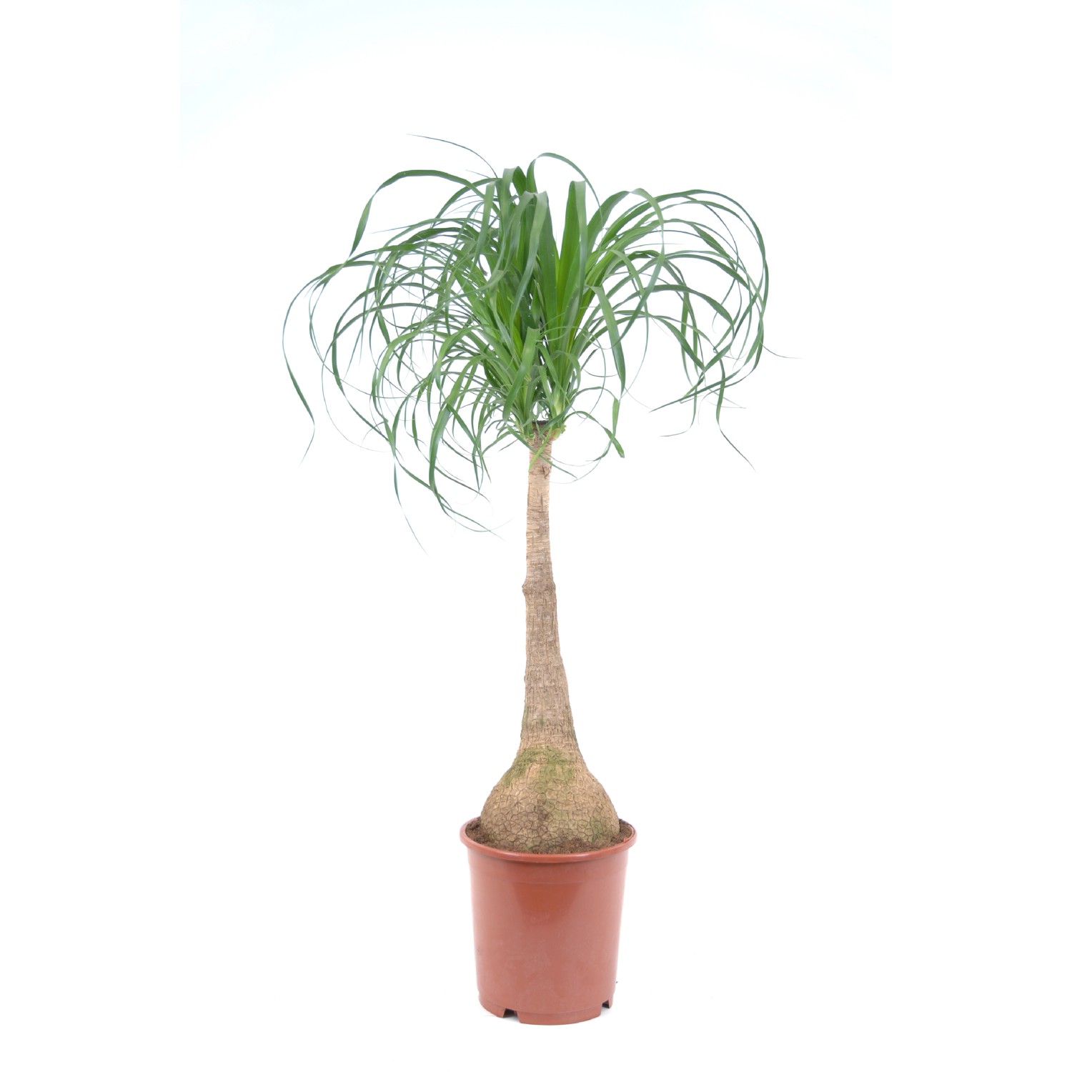 Slonia noha výška cca 90 - 95 cm priemer cca 24 cm Beaucarnea recurvata ...