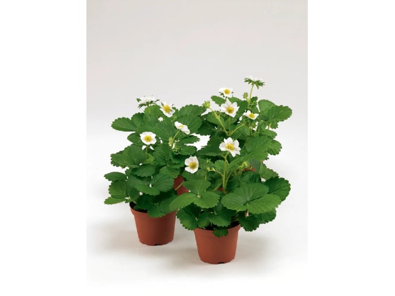SK-Flora Jahoda stáleplodiaca (Fragaria) pr. cca 11 cm