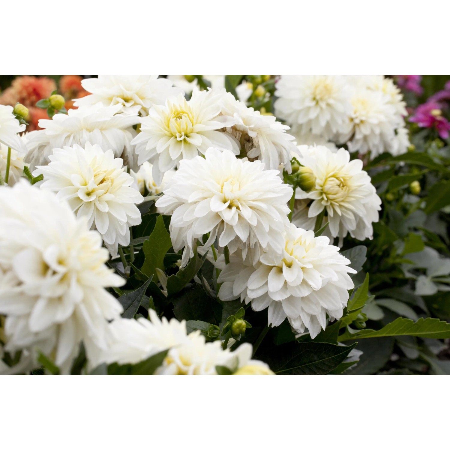 GROW by OBI Georgína šarlátová (Dahlia Coccinea) 10-20 cm, pr. 12 cm ...