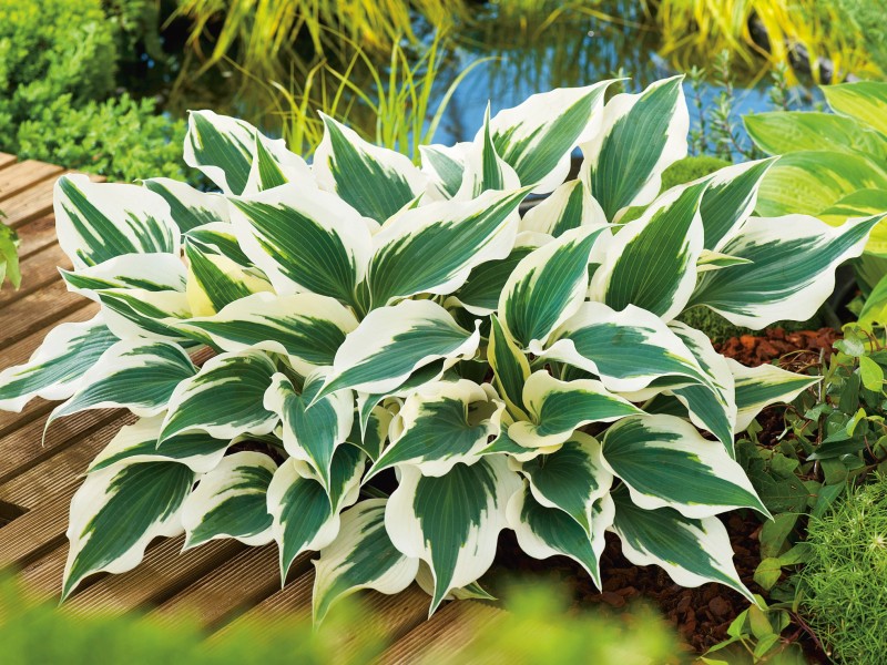Hosta (Hosta) nakúpiť v OBI