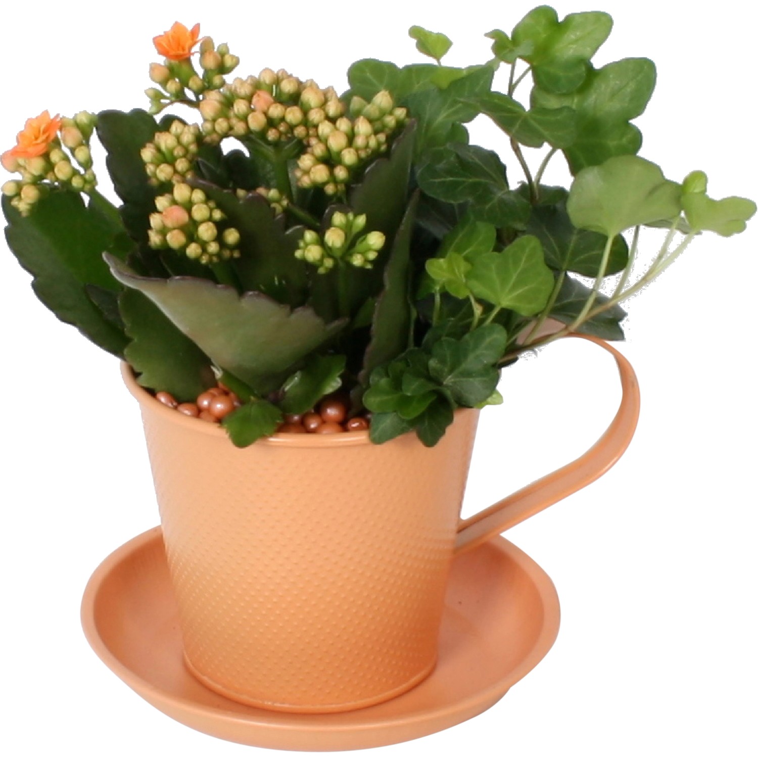 Kalanchoe Blossfeldova a brečtan v zinkovej miske priemer kvetináča cca ...