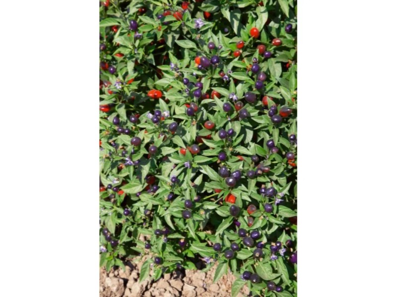 Paprika Chilli Mix nakúpiť v OBI