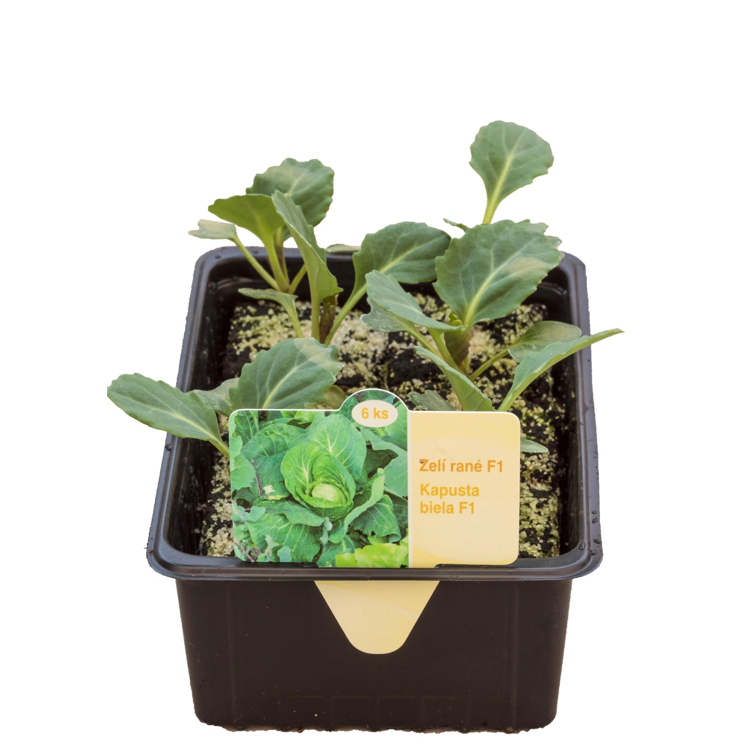 Kapusta, sadba v miske nakúpiť v OBI