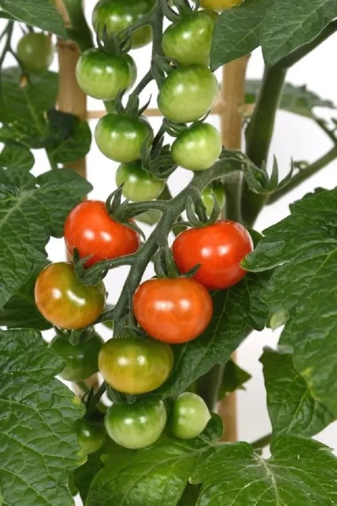 MONTANO Paradajka jedlá kríčková (Solanum lycopersicum) "Dalimil" 6 ...