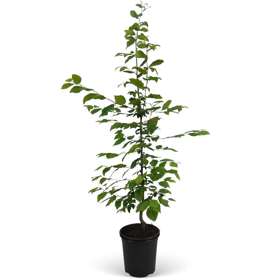 Landgard Hrab obyčajný (Carpinus betulus) výška 80-100 cm, 3 l, 150 ks