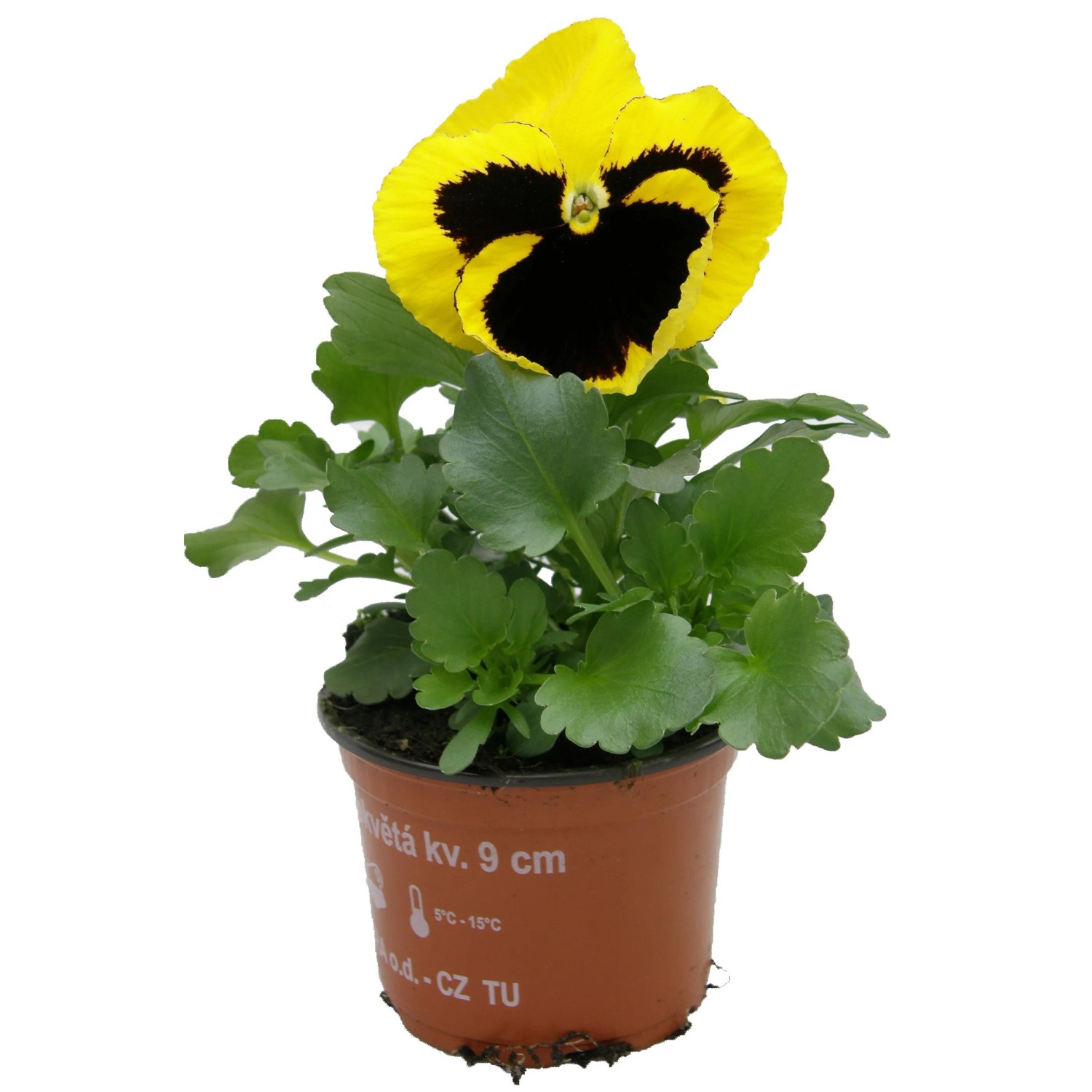 CZ-Flora Violka záhradná (Viola wittrockiana) veľkokvetá cca pr. 9 cm