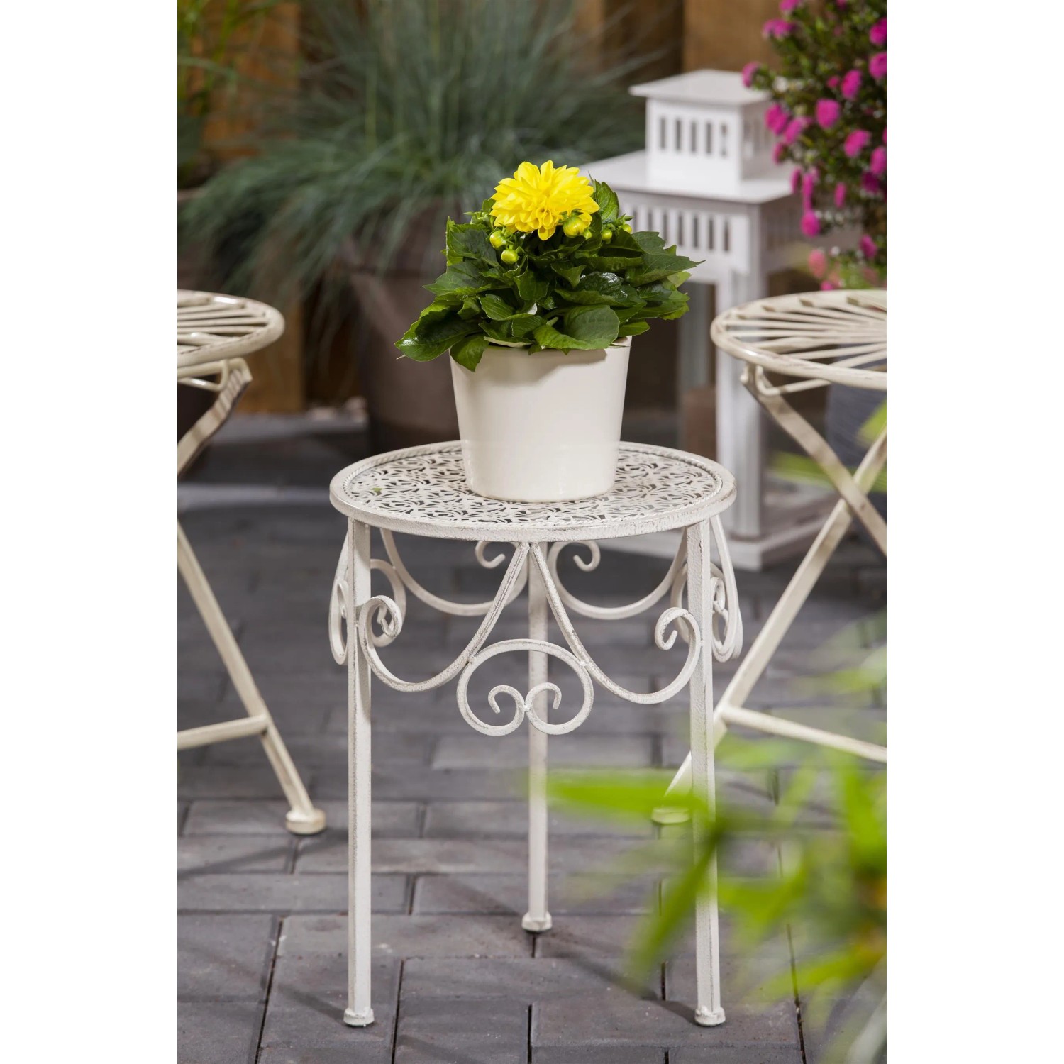 Royal Lemkes Georgína (Dhalia) "Dahlietta Margaret" výška 25-30 cm, pr ...