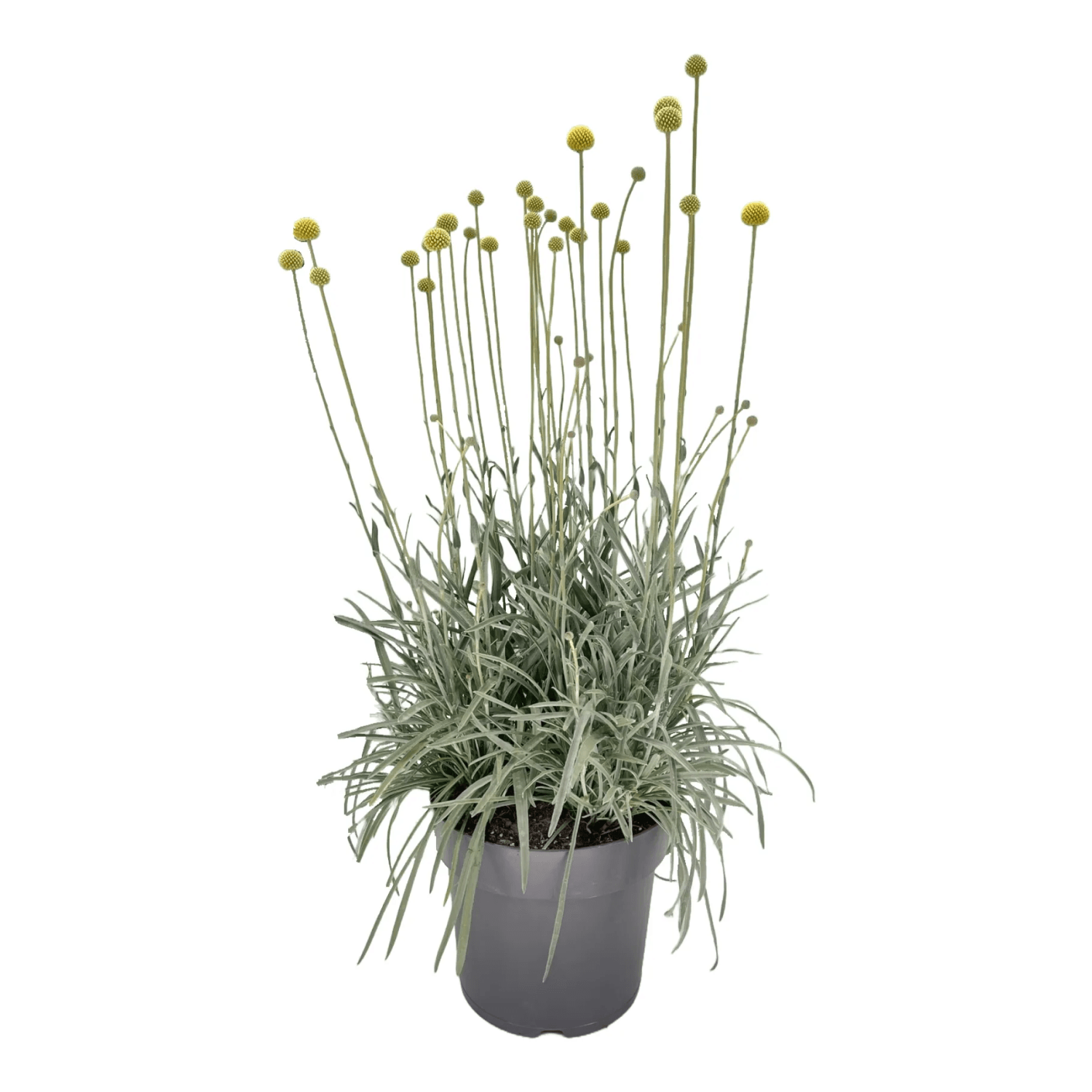 GROW by OBI Kraspédia guľovitá (Craspedia globosa) 