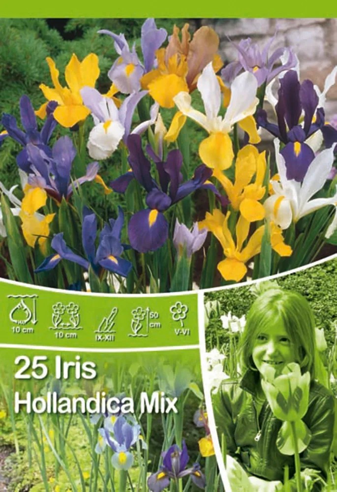 Kosatec Iris hollandica Mix nakúpiť v OBI