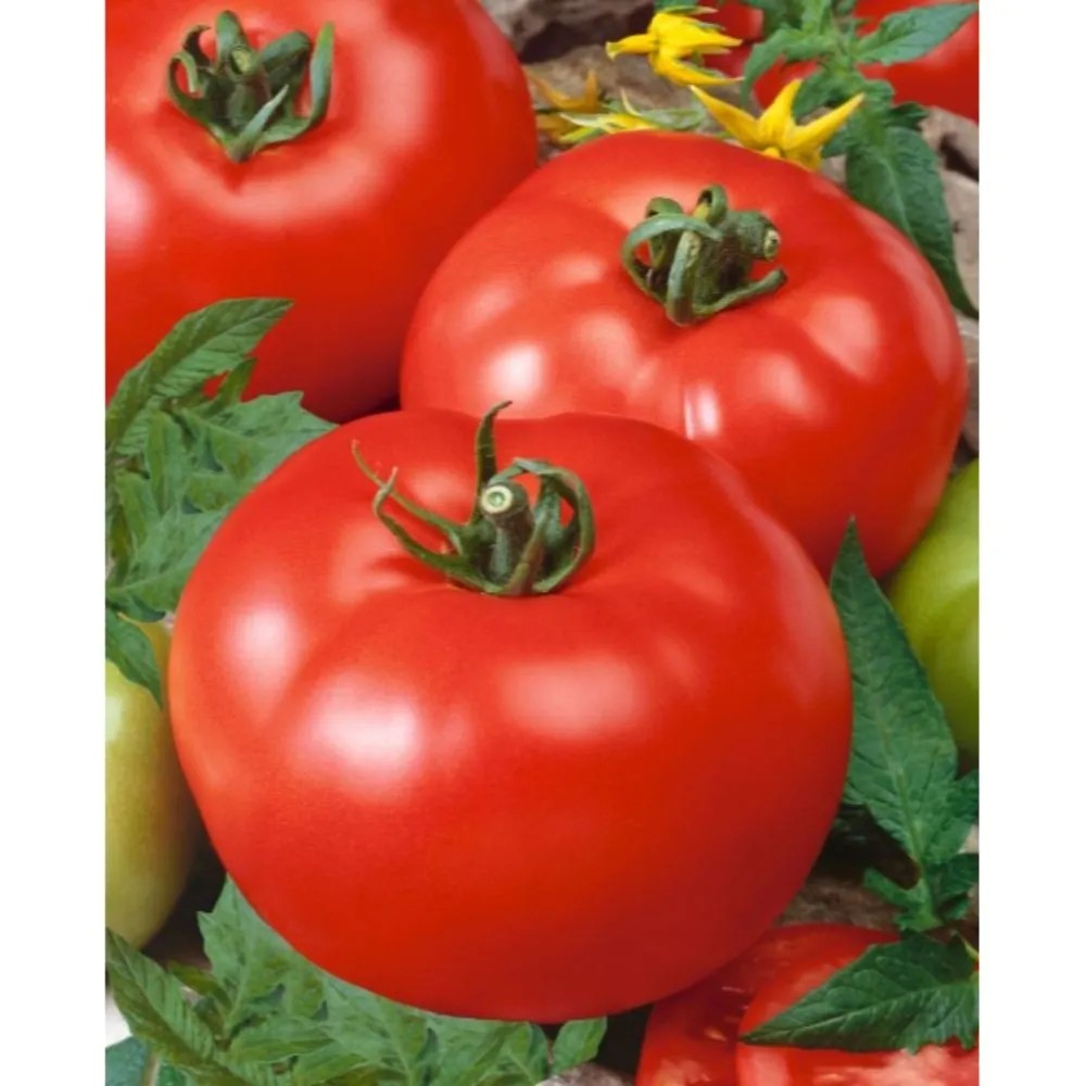 GardenSeed Premium Semienka Rajčiak Orkádo F1
