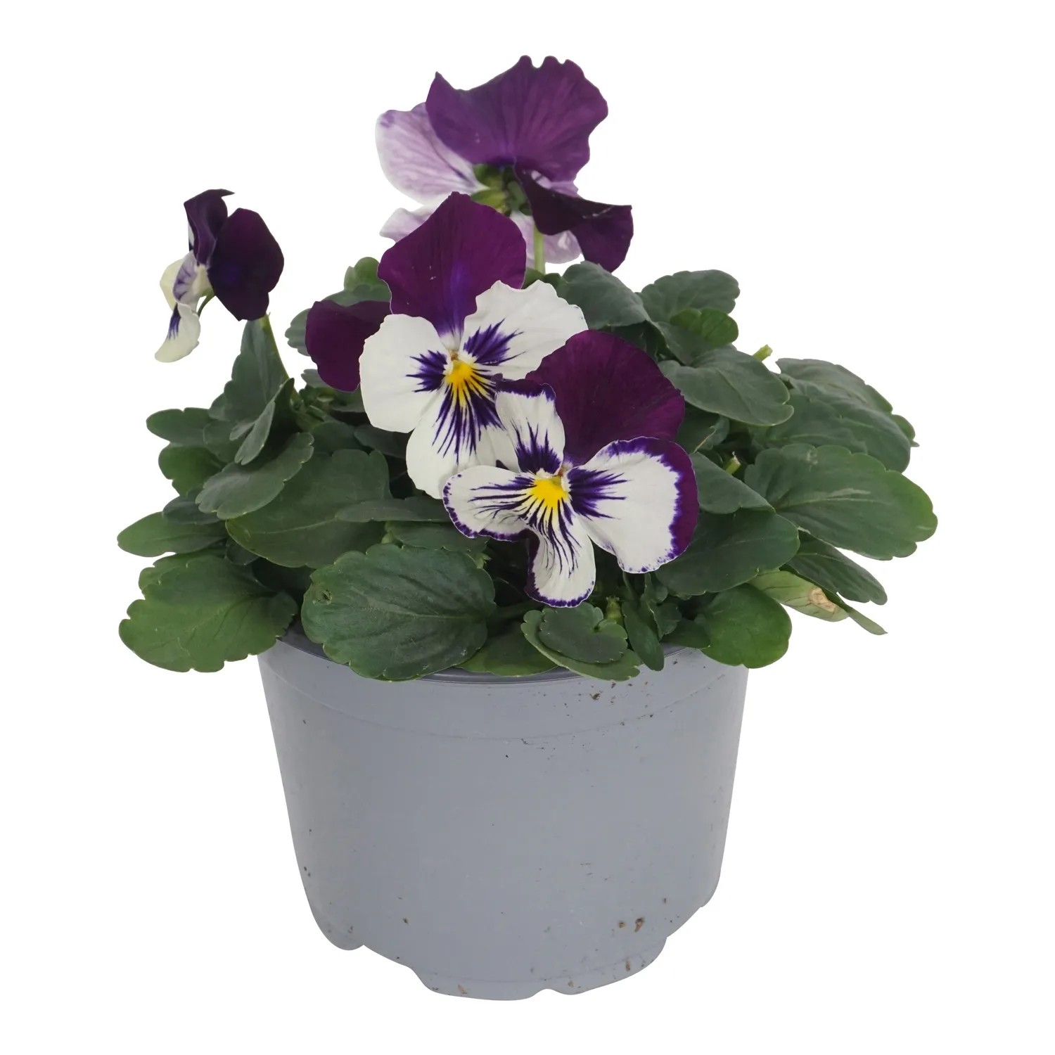 Grow by OBI Violka záhradná (Viola wittrockiana) Cats pr. 13 cm nakúpiť ...