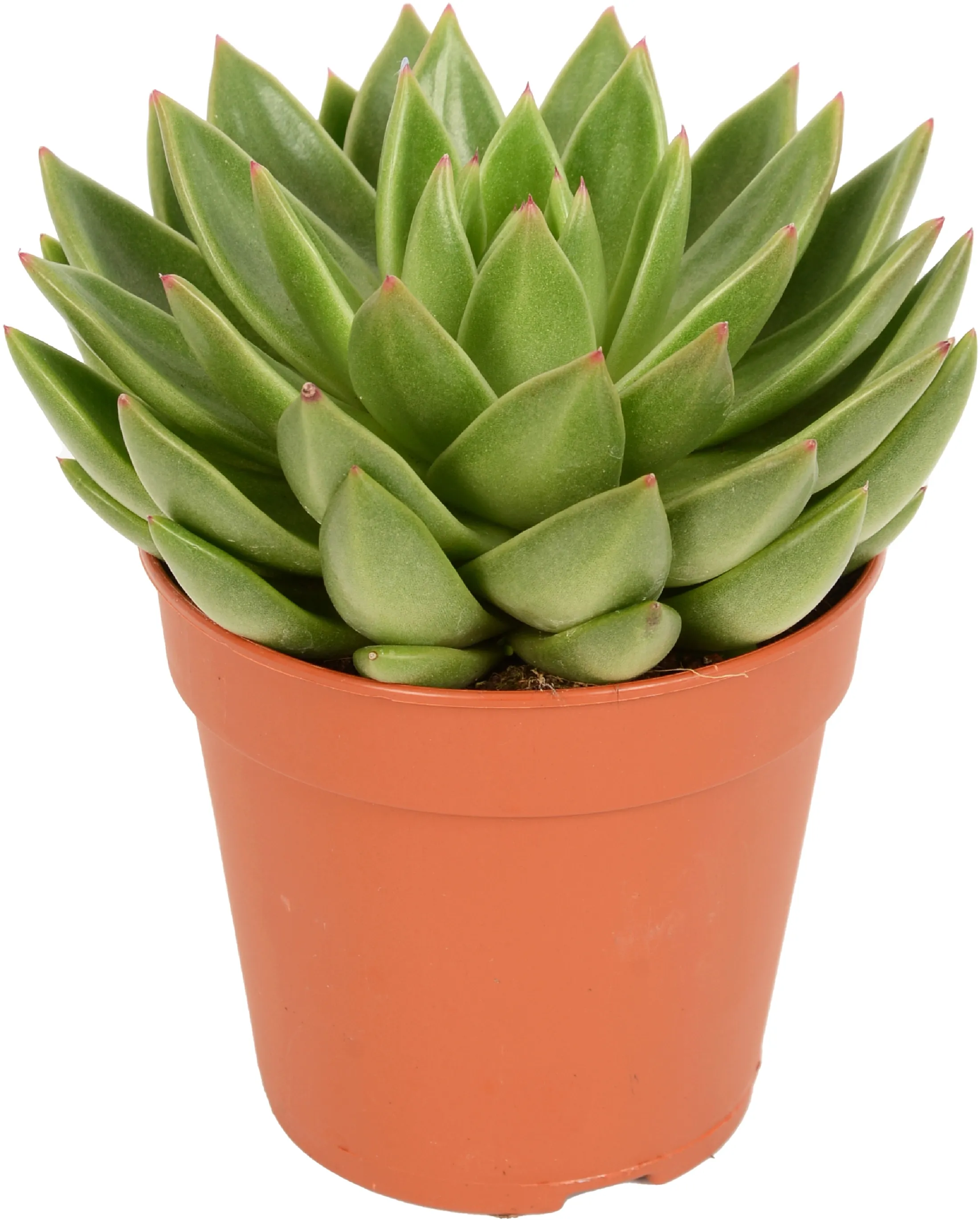 Sukulenty rôzne druhy základné priemer kvetináča cca 12 cm nakúpiť v OBI