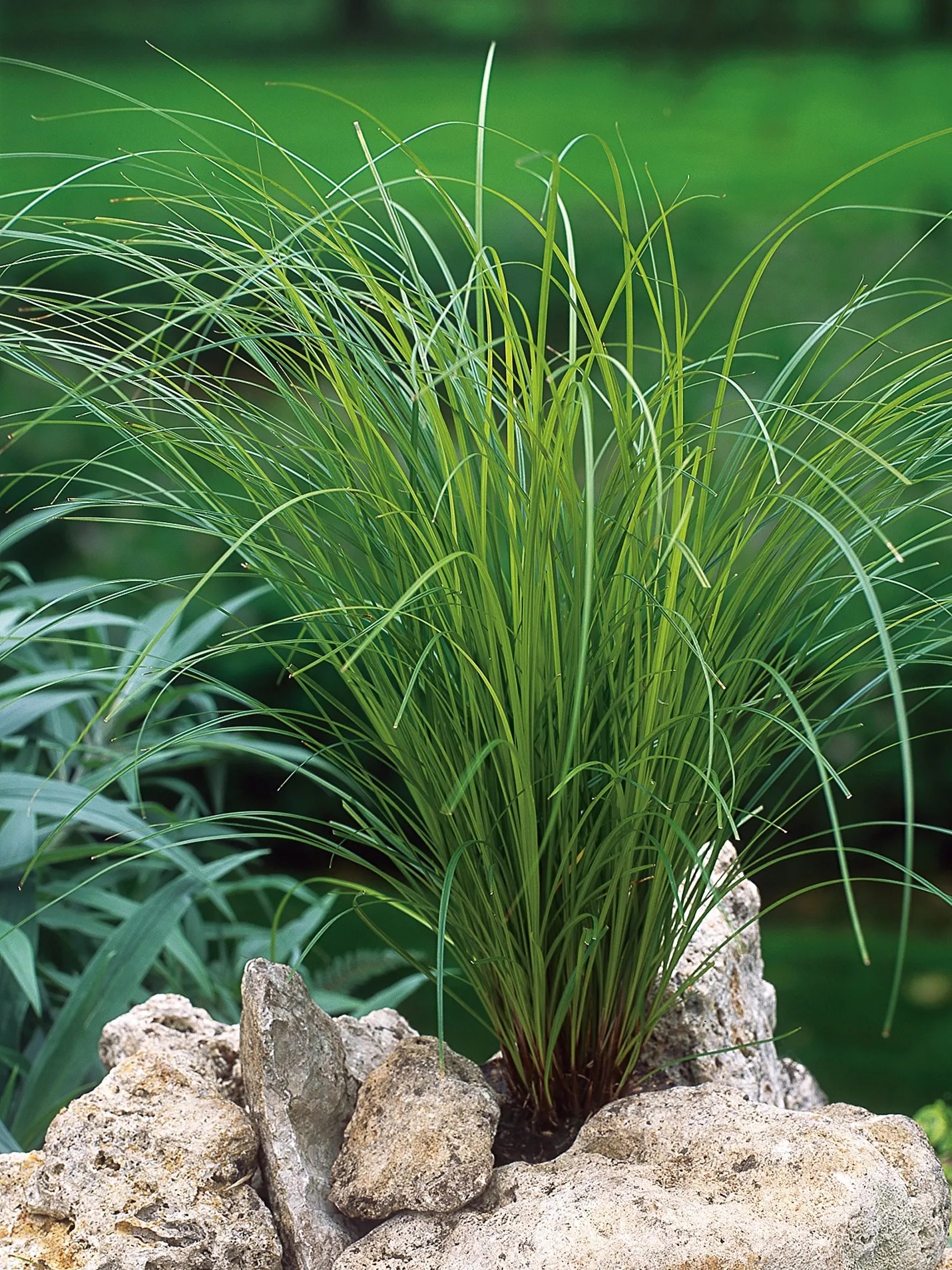 OBI Ostrica väčšia (Carex brunnea) pr. cca 12 cm nakúpiť v OBI