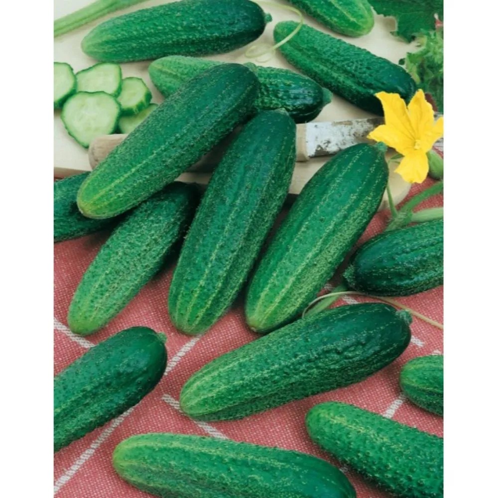 Uhorka Dalila F1 nakúpiť v OBI