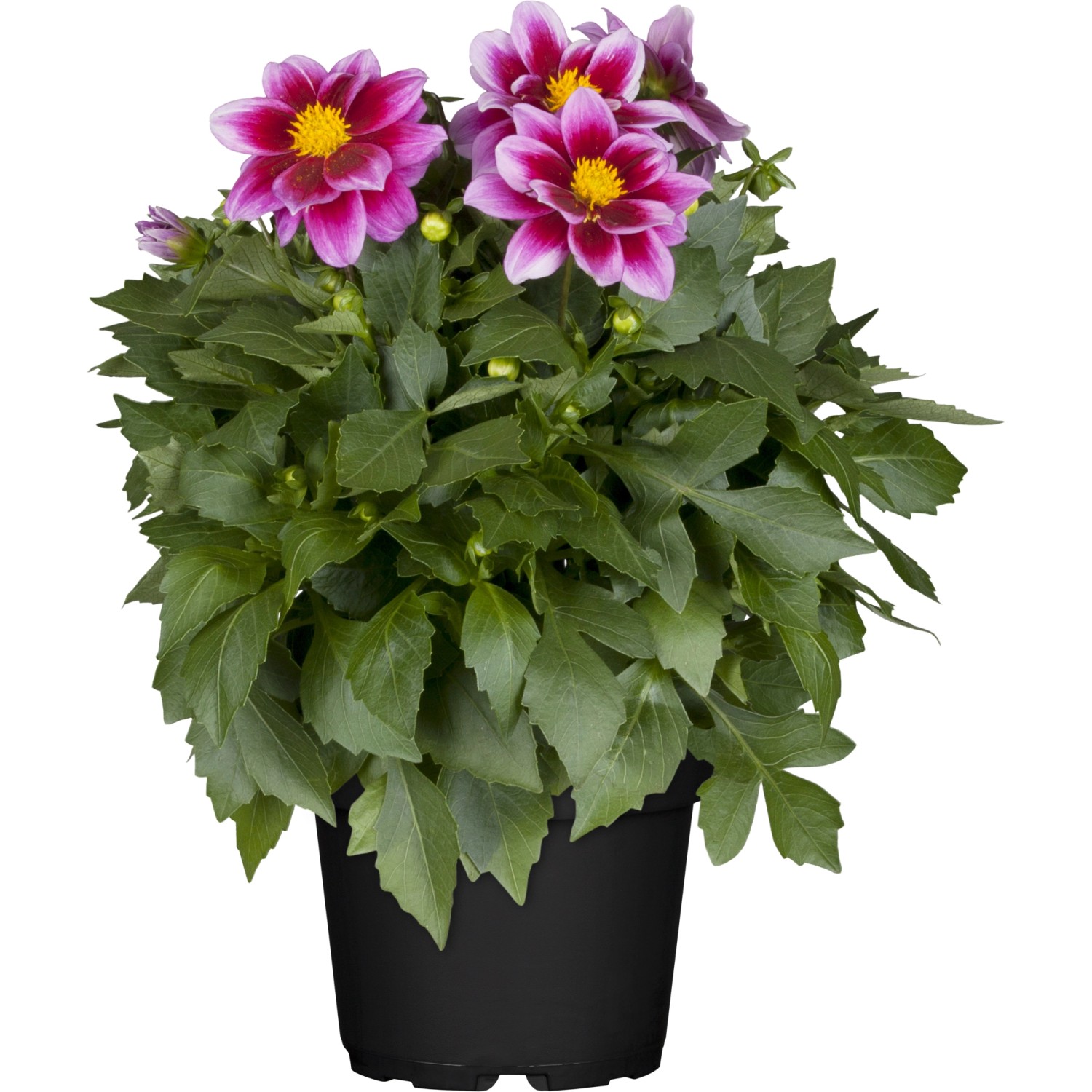 Záhradná georgína priemer kvetináča cca 17 cm nakúpiť v OBI