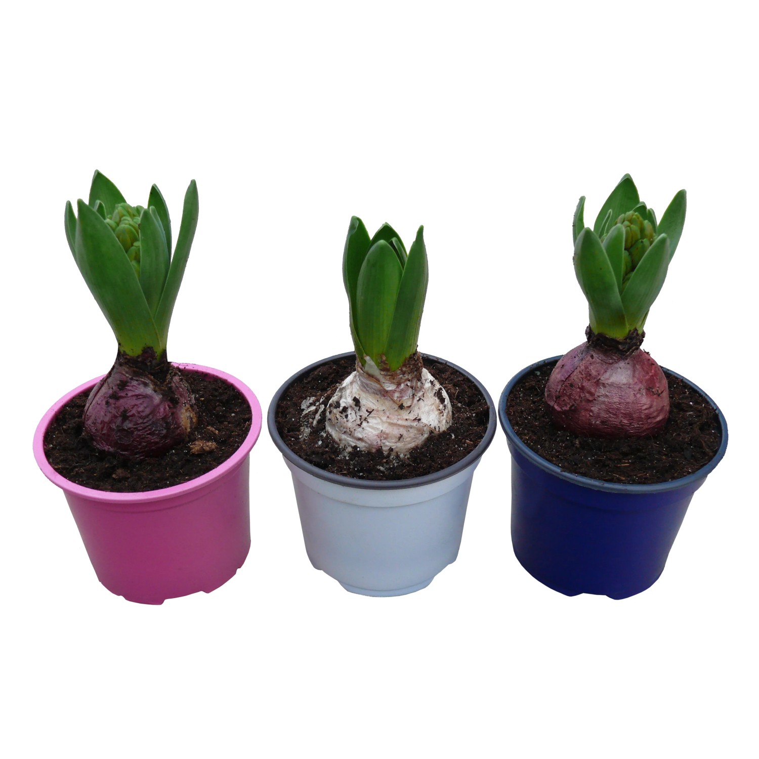 Hyacint (Hyacinthus) priemer kvetináča cca 9 cm nakúpiť v OBI