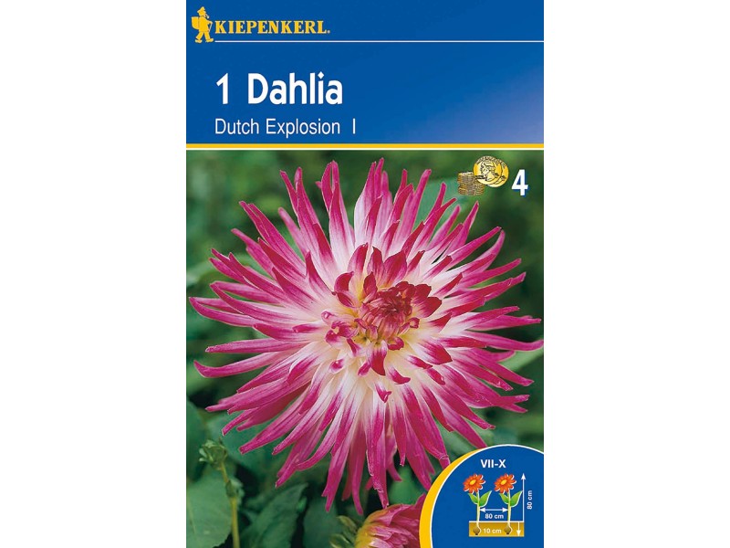 Kaktusovitá georgína Dutch Explosion nakúpiť v OBI