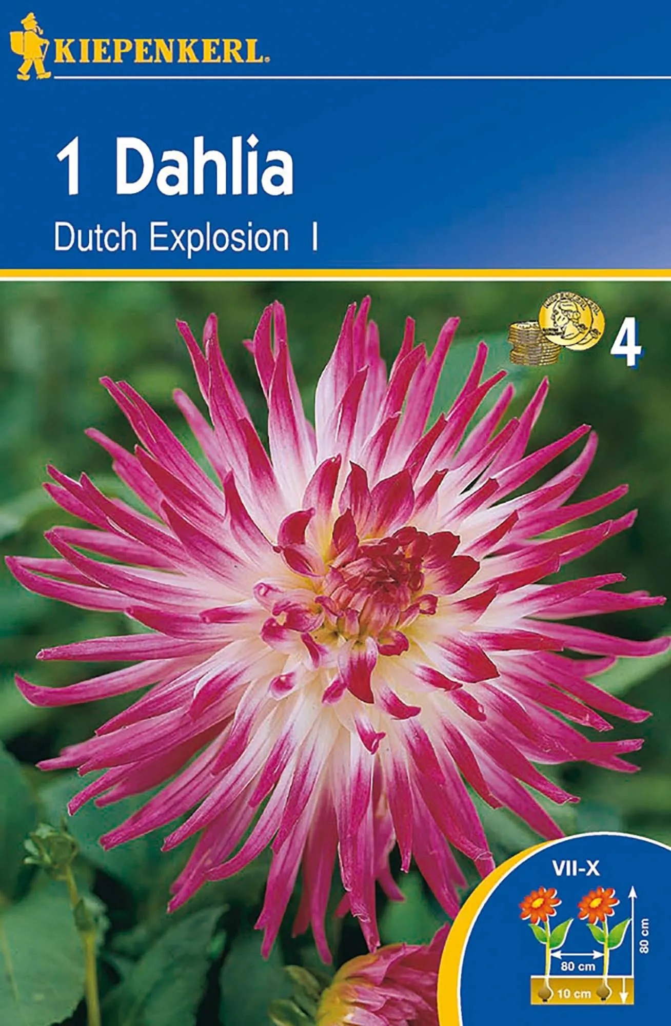 Kaktusovitá georgína Dutch Explosion nakúpiť v OBI