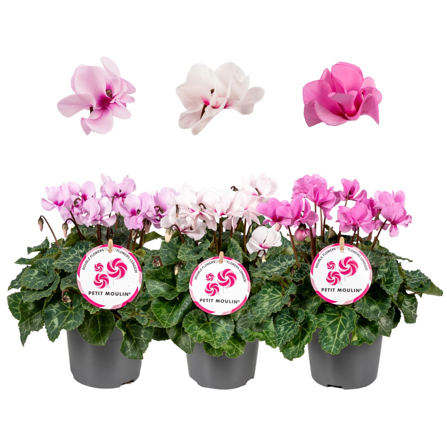 Landgard Cyklámen perzský (Cyclamen persicum) "Petit Moulin" 10-20 cm ...