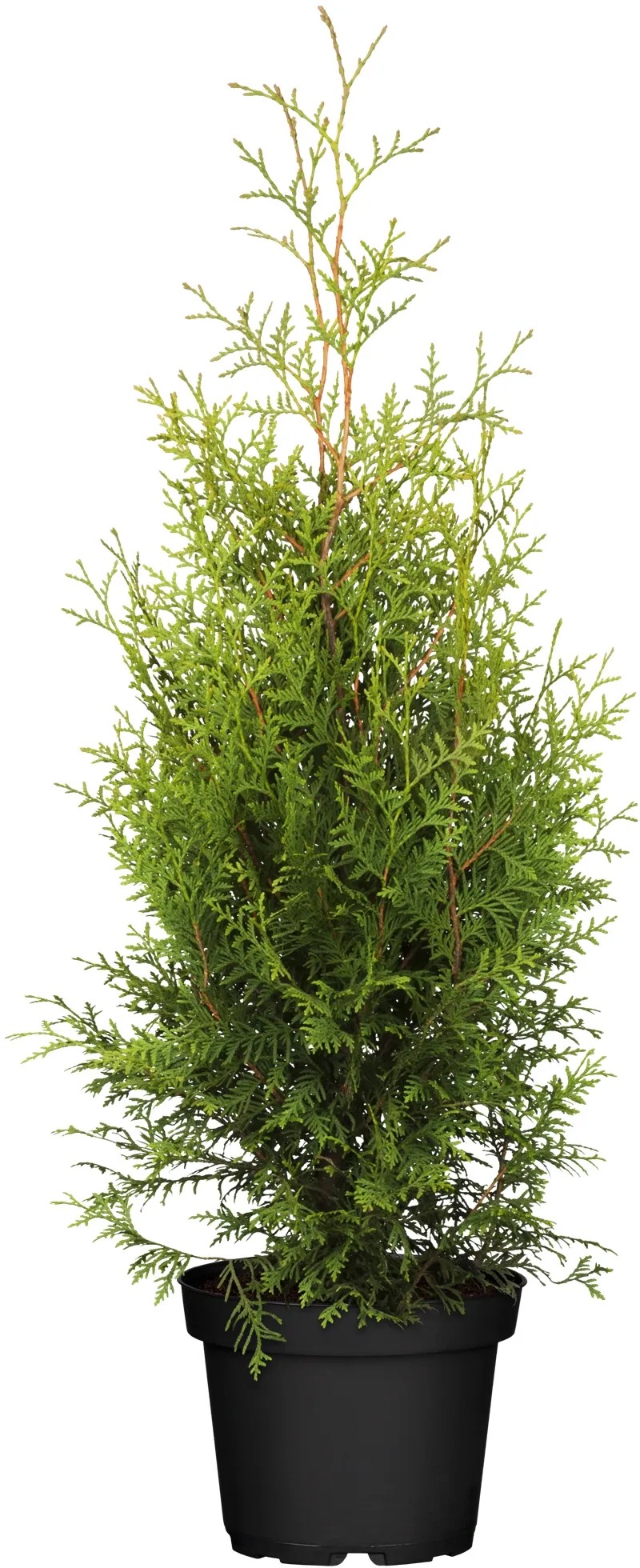 OBI Tuja západná "Brabant" výška 30 - 40 cm kvetináč cca 2 l Thuja ...